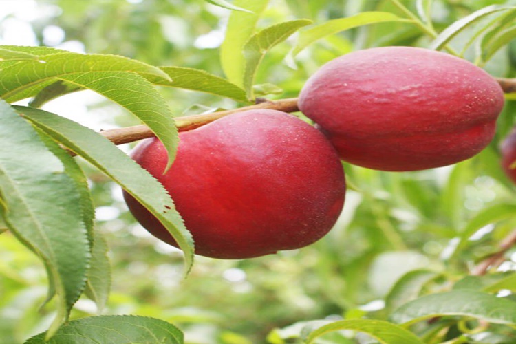 6 Aylık Bebek Nektari Yer Mi? - Güncel Oku