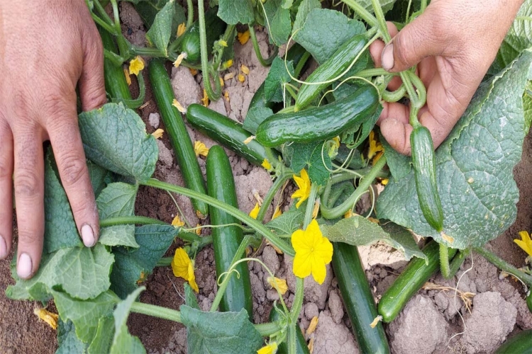 Acur Tohumu Nasıl Ekilir? - Güncel Oku