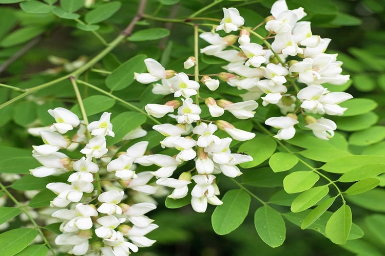 Akasya Çiçeği Nedir? - Güncel Oku