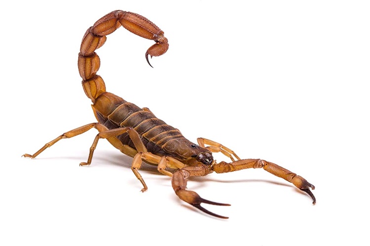 Cornish Rex Kedisi Özellikleri Nelerdir? - Güncel Oku