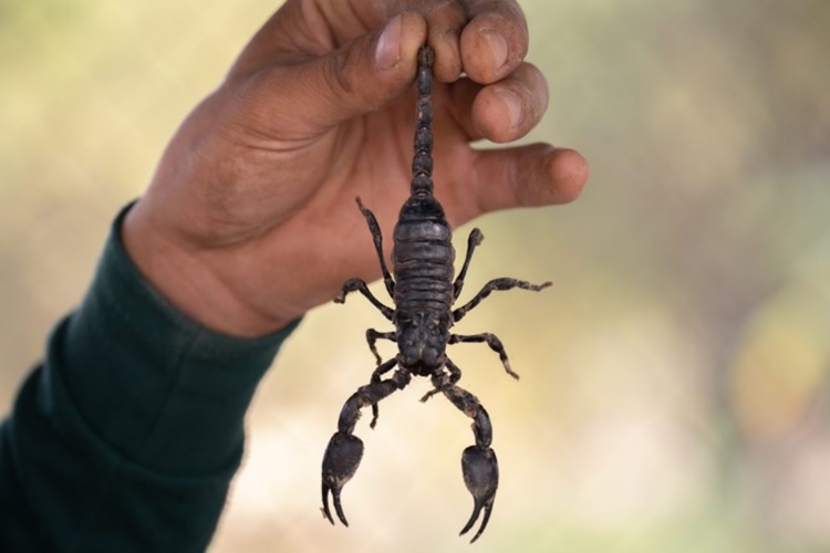 Akrep Sokması Belirtileri Nelerdir? - Güncel Oku