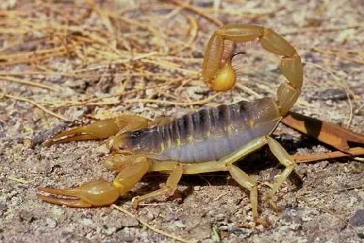 Akrep Sokması Hakkında Merak Edilenler - Güncel Oku