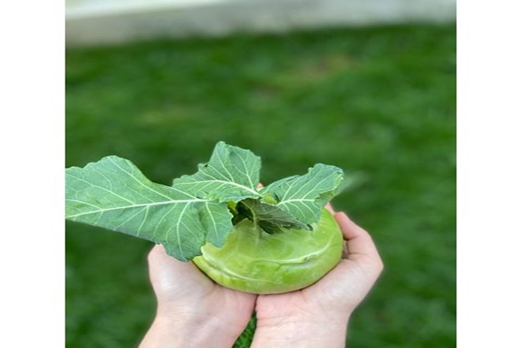 Alabaş Turp Zararları Nelerdir? - Güncel Oku