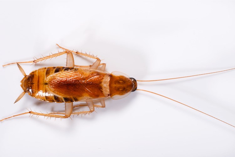 Alman Hamam Böceği Kesin Çözüm Nedir? - Güncel Oku