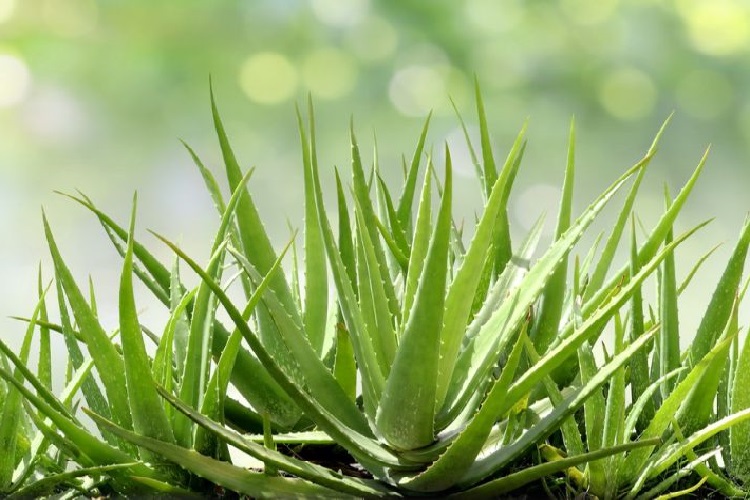 Aloe Veraya Ne Kadar Su Verilir? - Güncel Oku