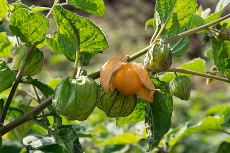 Altın Çilek Ağaçta Mı Yetişir? - Güncel Oku