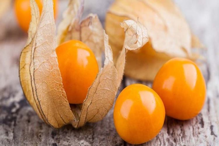 Altın Çilek Hakkında Merak Edilenler - Güncel Oku