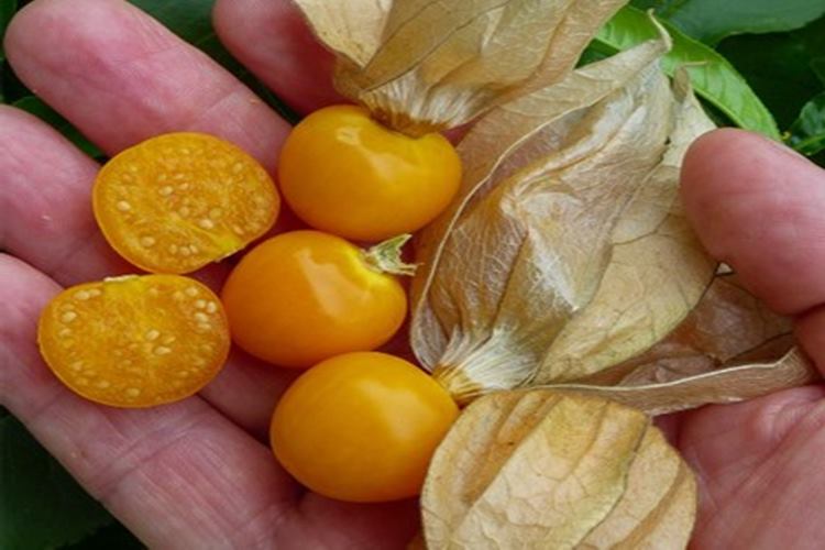 Altın Çilek Nasıl Yenir? - Güncel Oku