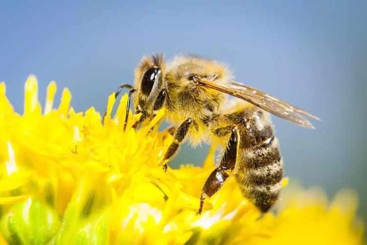 Arı Hangi Kokudan Kaçar? - Güncel Oku