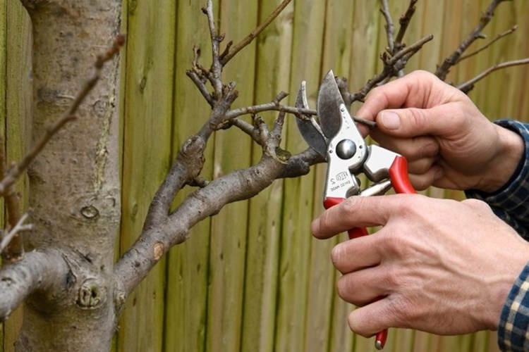 Armut Ağacı Nasıl Budanır? - Güncel Oku