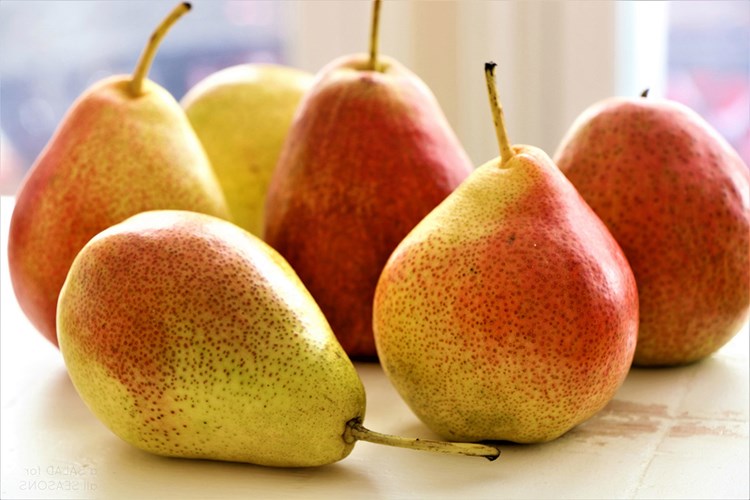 Armut Ağacı Ne Zaman Aşılanır? - Güncel Oku