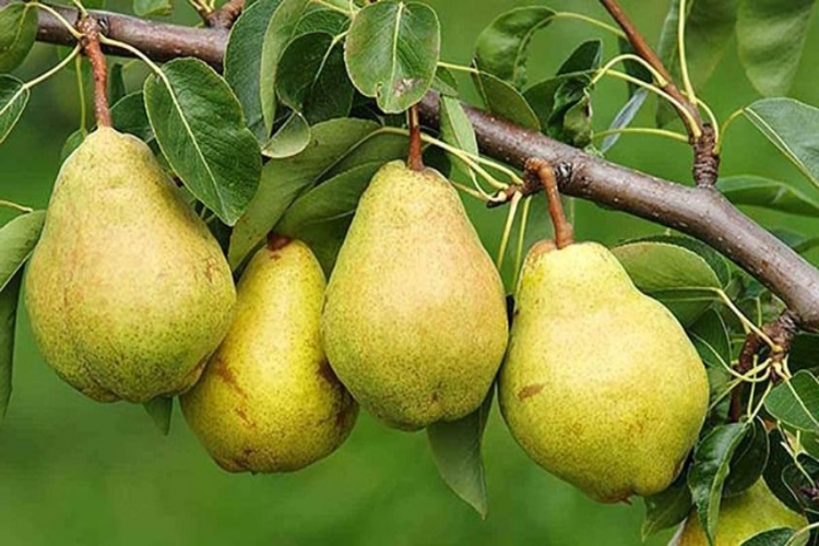 Armut Ağacı Ne Zaman Budanır? - Güncel Oku