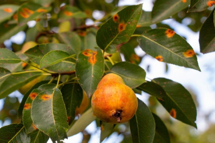 Armut Ağacı Ne Zaman Çiçek Açar? - Güncel Oku