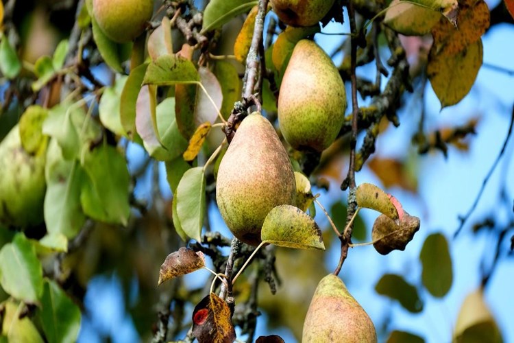 Armut Ağacı Ne Zaman Dikilir? - Güncel Oku