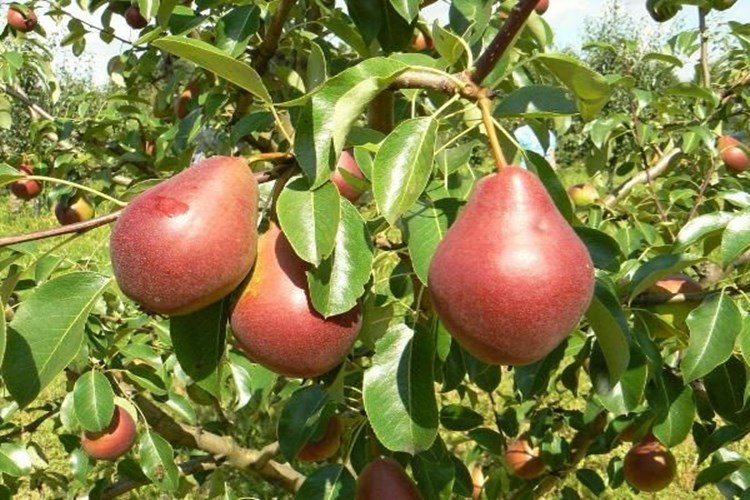 Armut Ağacı Ne Zaman İlaçlanır? - Güncel Oku