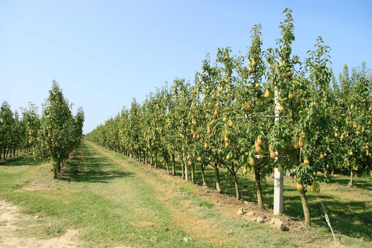 Armut Fidanı Ne Zaman Meyve Verir? - Güncel Oku