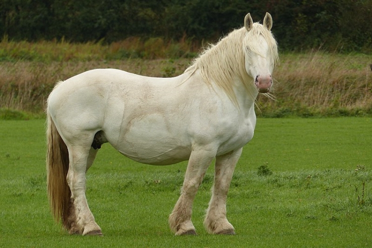 At Eti Helal Mi? - Güncel Oku