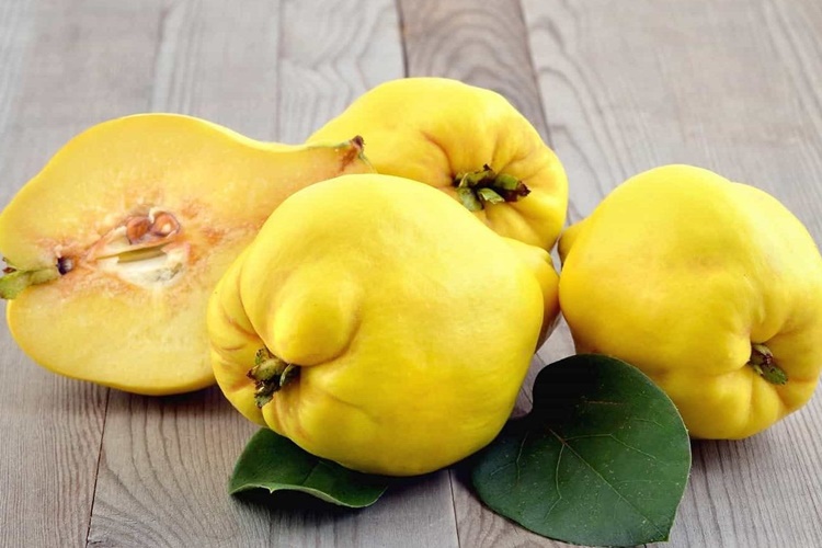 Ayva Ağacı Bakımı Nasıl Yapılır? - Güncel Oku