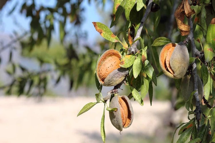 Badem Ağacı Neden Kurur? - Güncel Oku