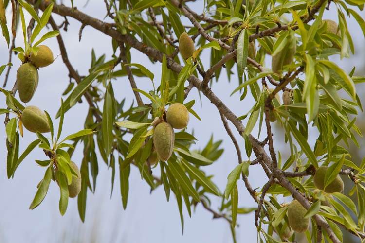 Badem Ağaçta Mı Yetişir? - Güncel Oku