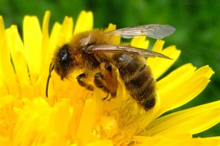 Bal Arısı Zehiri Asit Mi Baz Mı? - Güncel Oku
