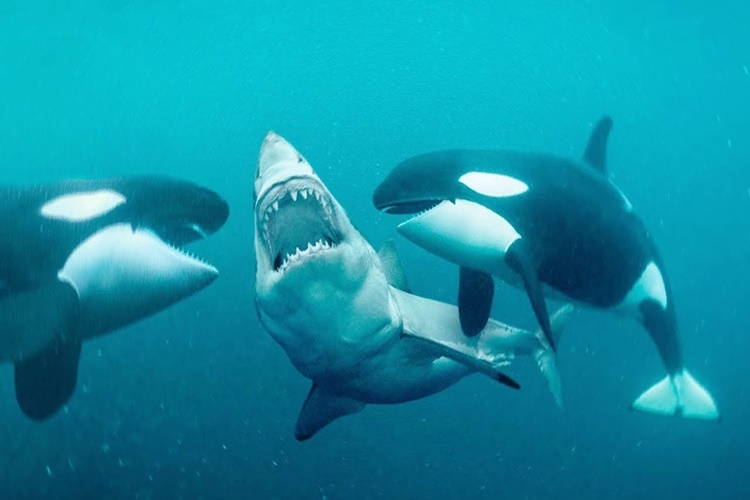 Balinalar Isırır Mı? - Güncel Oku