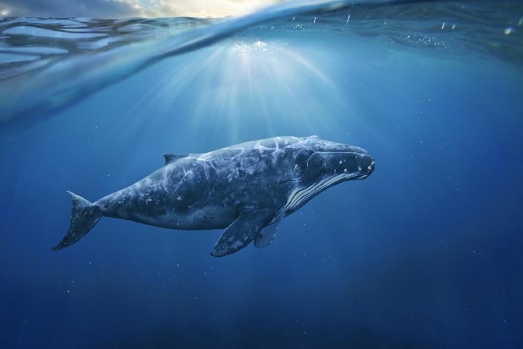 Balinalar Nasıl Görür? - Güncel Oku