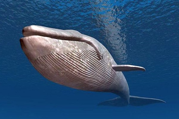 Balinalar Ne İle Beslenir? - Güncel Oku