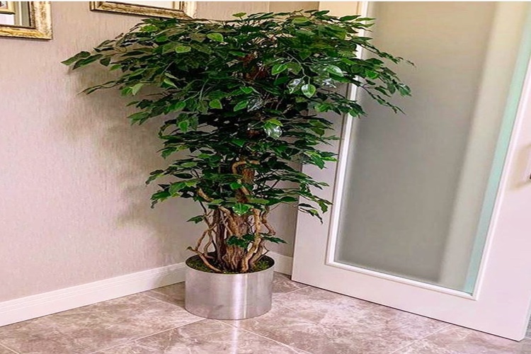 Benjamin Bitkisi Bakımı Nasıl Olur? - Güncel Oku