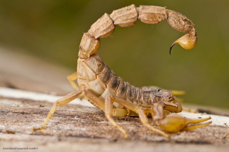 Beyaz Akrep Zehirli Mi? - Güncel Oku