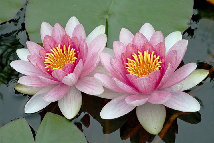 Beyaz Nilüfer Çiçeği Anlamı Nedir? - Güncel Oku