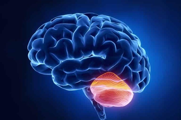 Beyin Ölümü Gerçekleşen Hasta En Fazla Kaç Gün Yaşar? - Güncel Oku