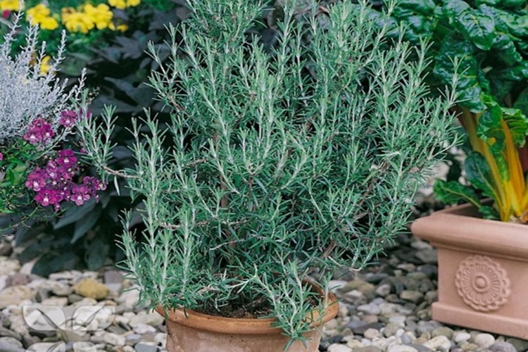 Biberiye Bitkisi Nasıl Çoğaltılır? - Güncel Oku