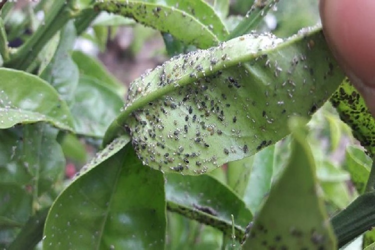 Bitki Biti İnsana Bulaşır Mı? - Güncel Oku