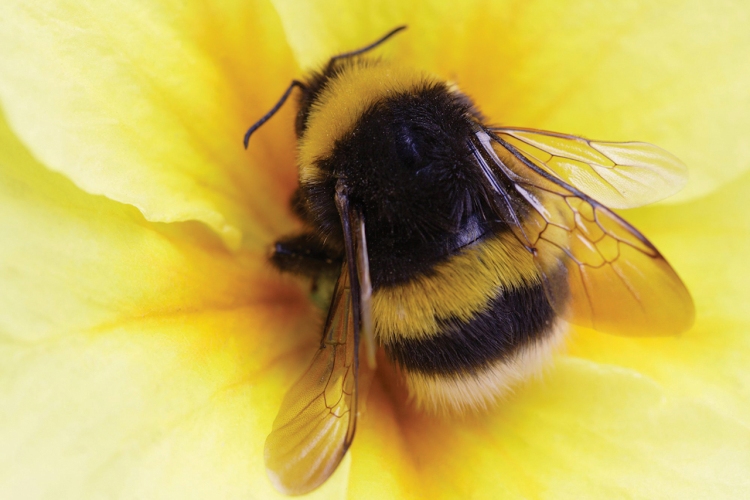 Bombus Arısı Zehirli Mi? - Güncel Oku
