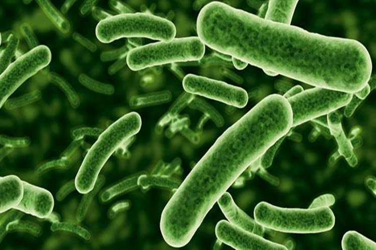 Brusella Hastalığı Tedavi Yöntemleri Nelerdir? - Güncel Oku