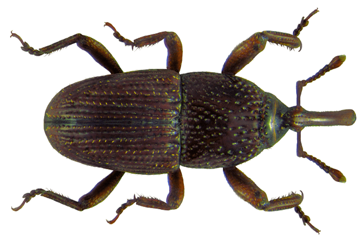 Buğday Biti Nasıl Önlenir? - Güncel Oku