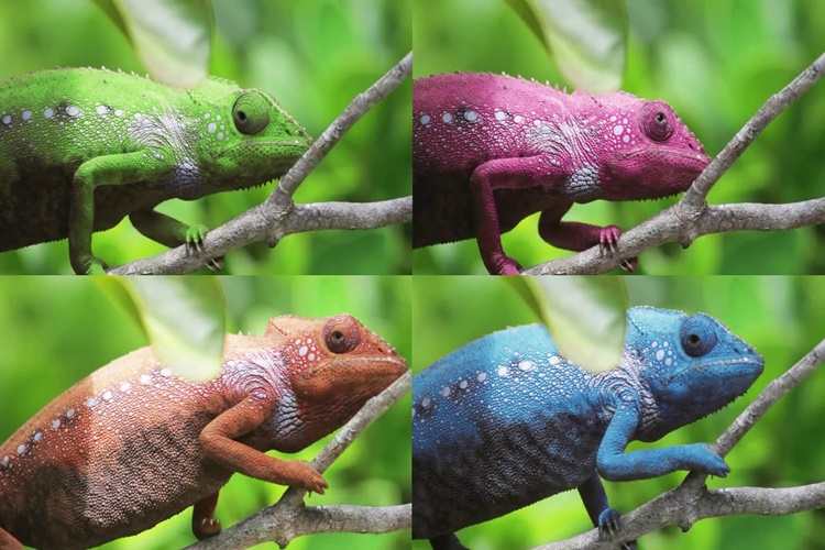 Bukalemun Renk Değiştirir Mi? - Güncel Oku