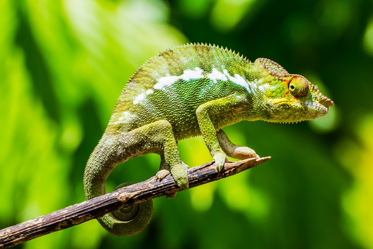 Bukalemun Türkiye'de Nerede Yaşar? - Güncel Oku