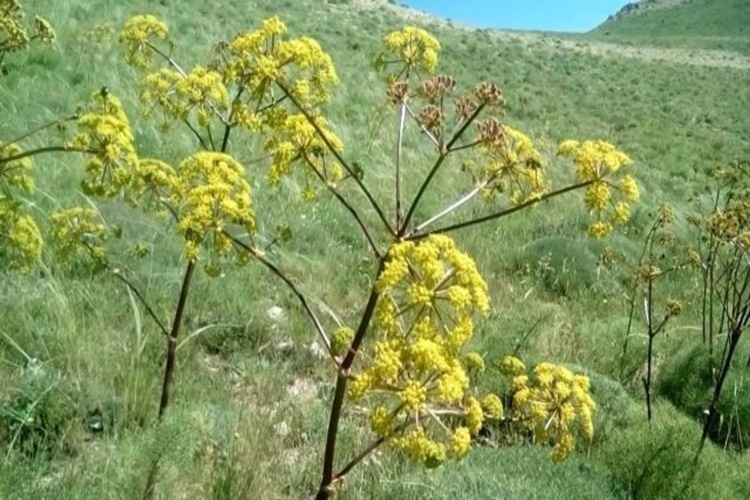 Çakşır Suyu Nedir? - Güncel Oku