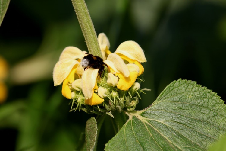 Çalba Otu Nerede Satılır? - Güncel Oku