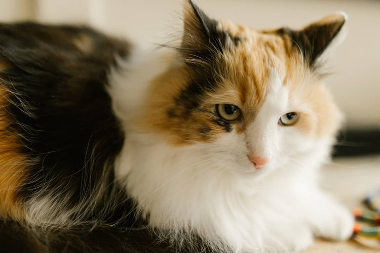 Calico Kedi Fiyatı 2023 Ne Kadar? - Güncel Oku