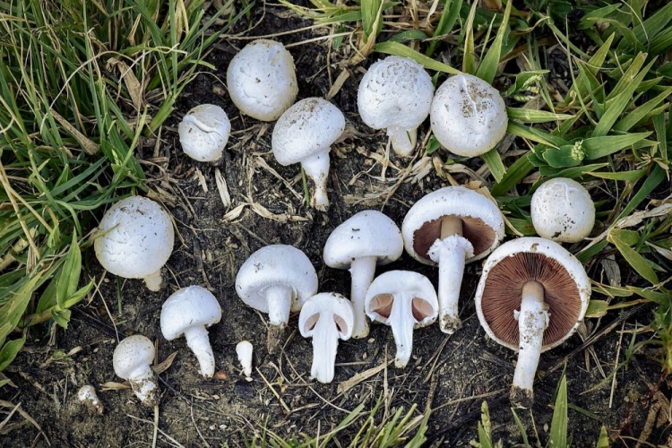 Çayır Mantarı Zehirli Mi? - Güncel Oku