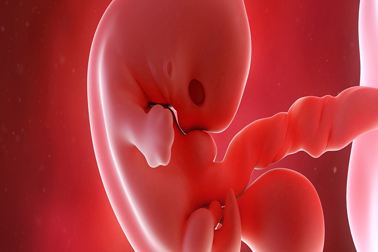 Cenin Neye Denir? - Güncel Oku