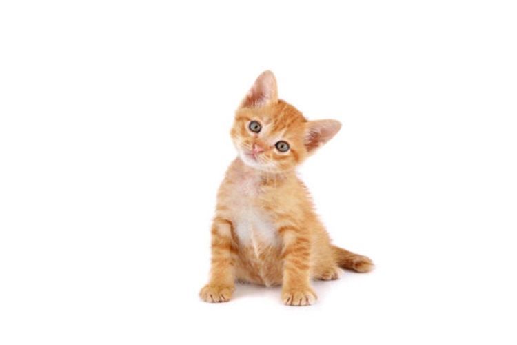 Cennet Hurması Kedilere Zararlı Mı? - Güncel Oku