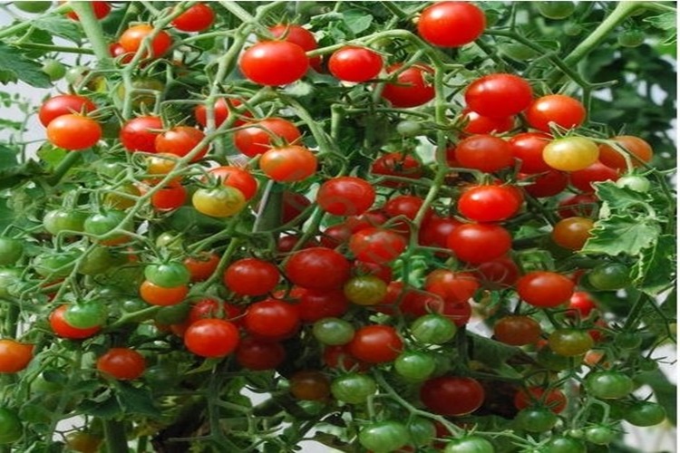 Çeri Domates Nasıl Kurutulur? - Güncel Oku