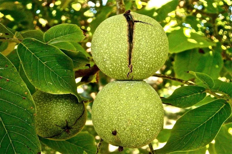 Erik Ağacı Bakımı Nasıl Yapılır? - Güncel Oku