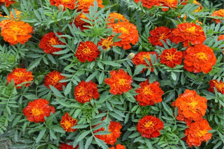 Çiçekler Nasıl İletişim Kurar? - Güncel Oku