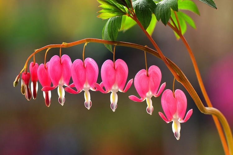 Çiçekler Neden Beyazlar? - Güncel Oku