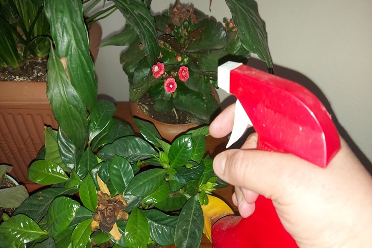 Çiçekler Neden Karıncalanır? - Güncel Oku